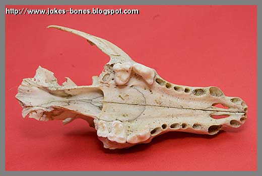 Three fox skulls : Jake's Bones
