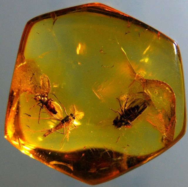 Cosas de niños para la escuela: EL ÁMBAR Y SUS USOS