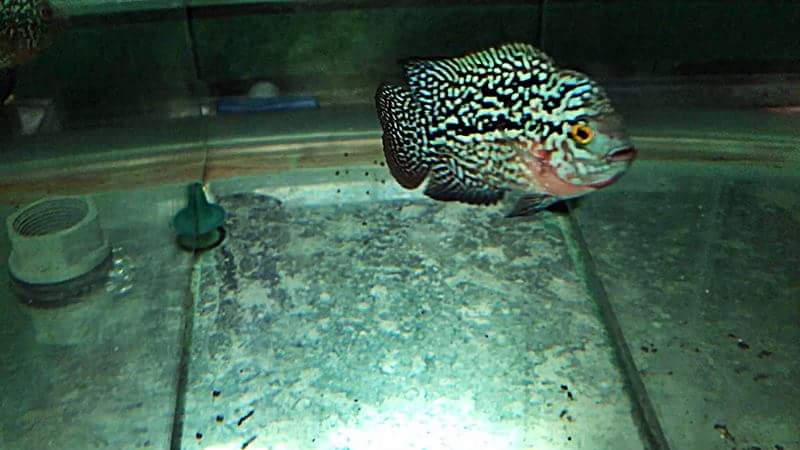 Knowing Difference Between Kamfa And King Kamfa