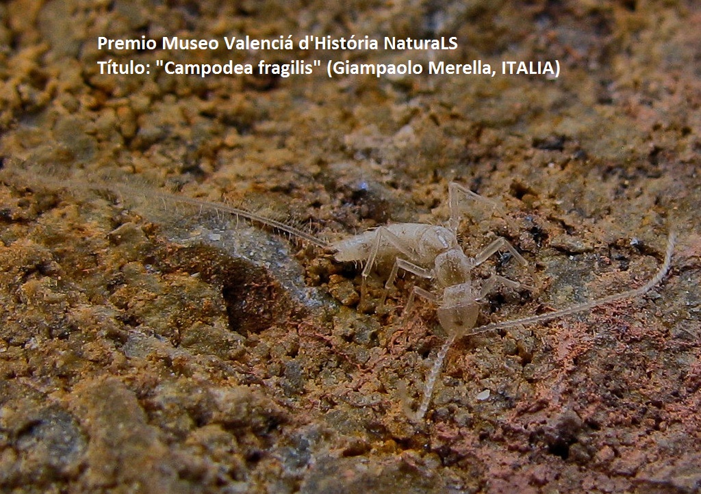 La Biología Subterránea: un mundo por descubrir: Fotografías Premiadas