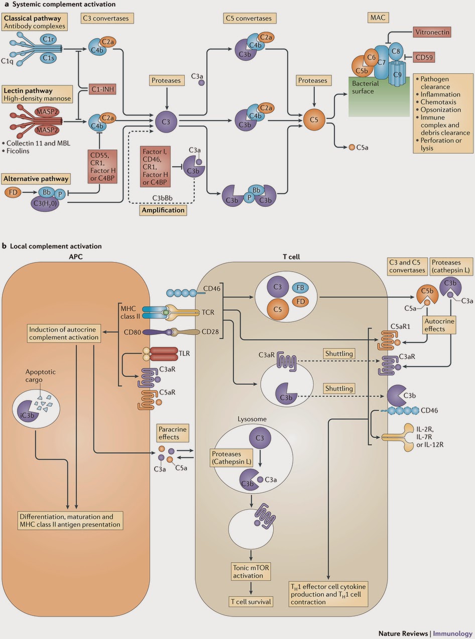 Complement — tapping into new sites and effector systems ~ Biochemistry ...