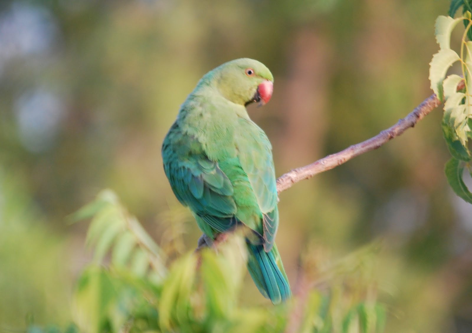 Faune/Flore Afrique de l'Est: Perruche à collier