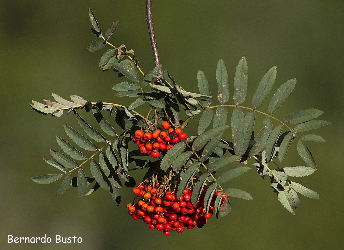 RÍA DE LA VILLA: Serbal de los cazadores