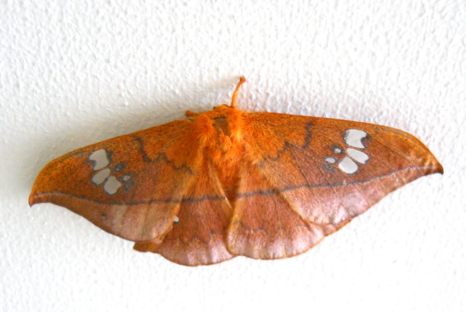 Professor P.Brain's blog: Himalayan Highlights 1. Moths
