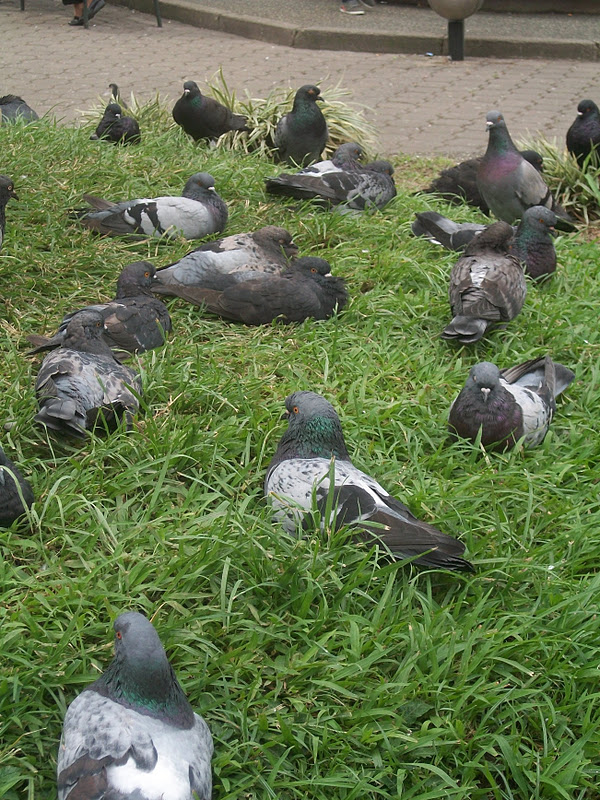 SEGUIDORES DE MUTIS : Cuidador de palomas sin dueño y callejeros perros