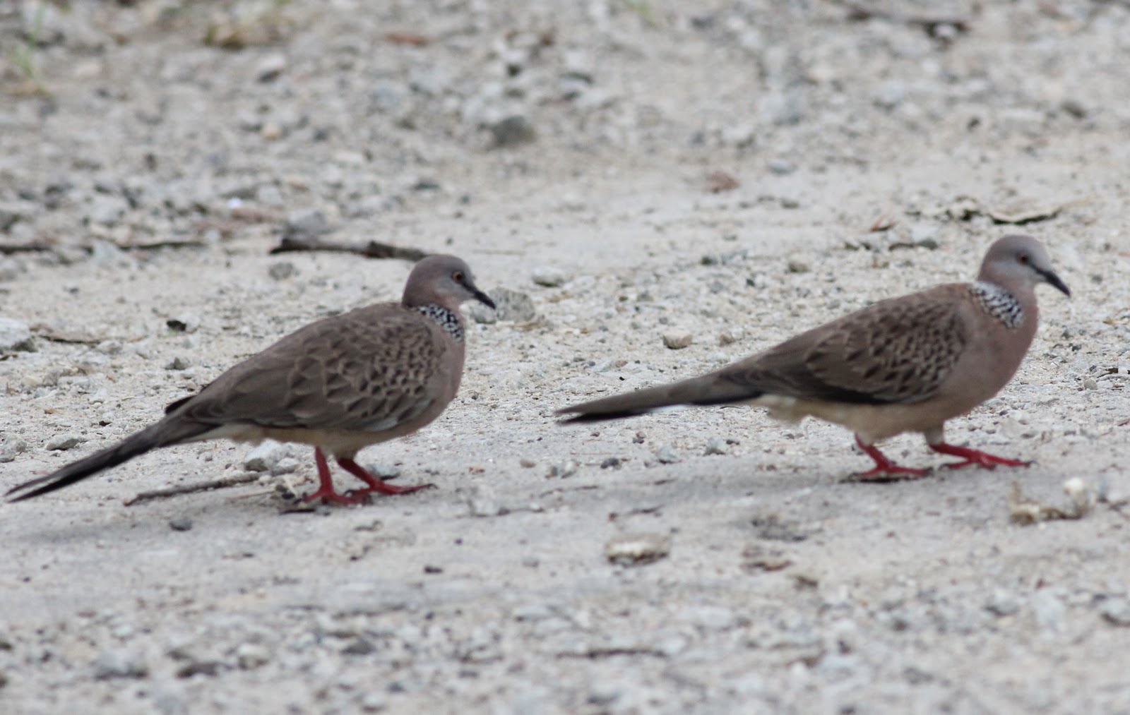 Ron-Nature-Adventures: An Afternoon Birding at Sungai Lepoh, Ulu Langat
