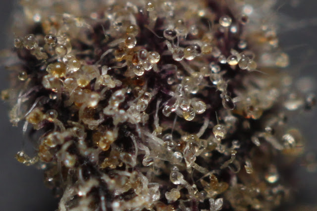 King County Cannabis: G13