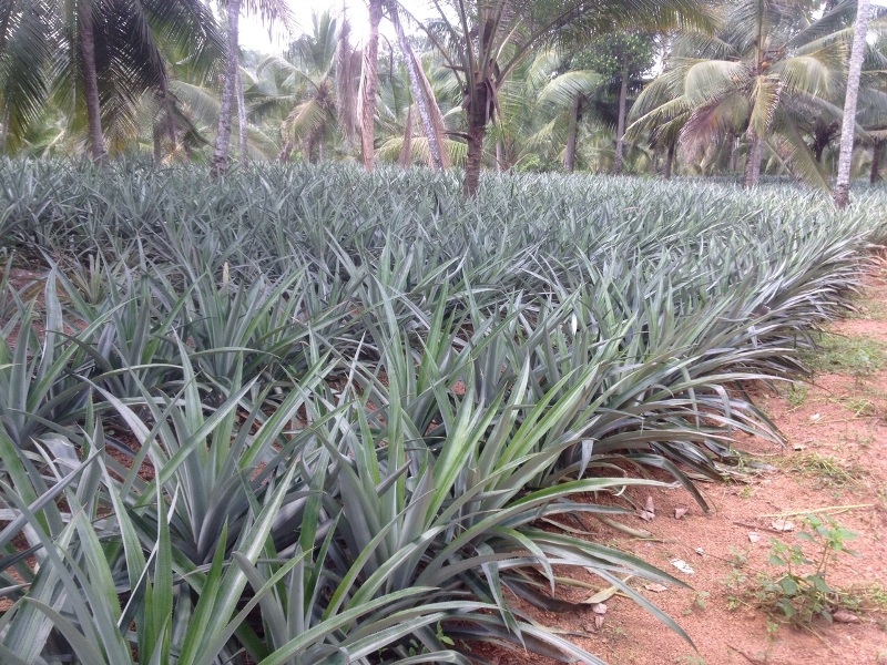 Pineapple Farm Srilanka