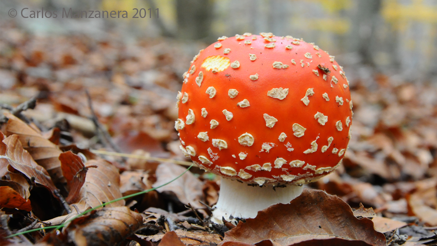 Natura de Caps de Setmana: Matamoscas