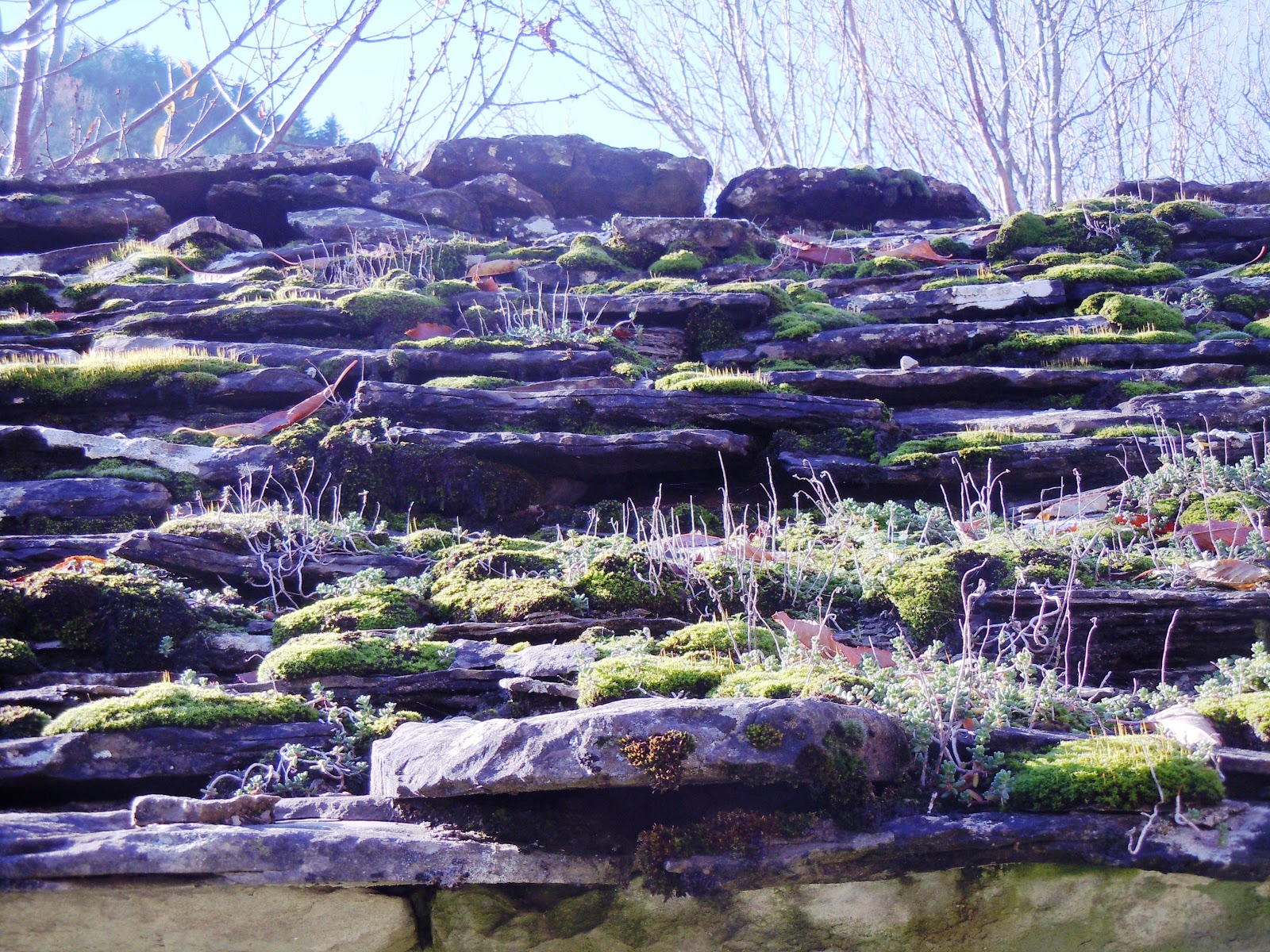 i dì protrar torpidi: Corniolo - Pian del Grado - Monte Ritoio - Lavacchi