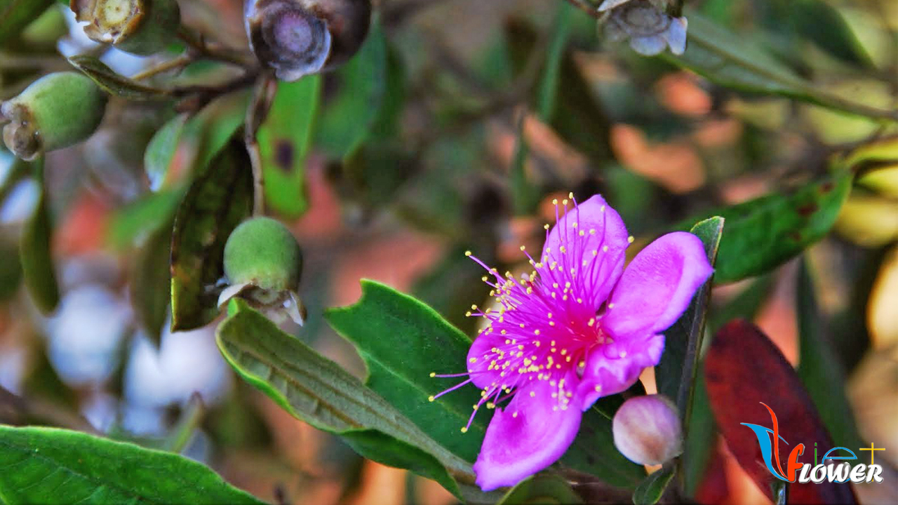 Ý nghĩa hoa sim tím