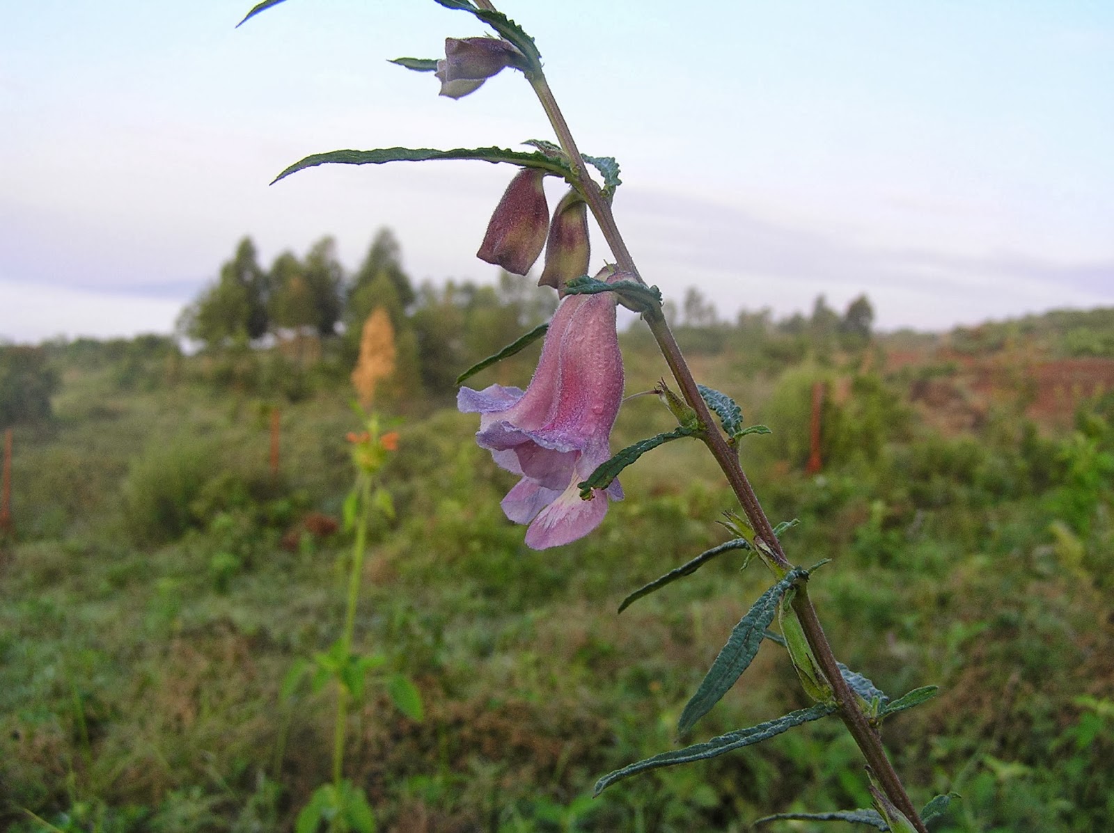 Earth on the Wing: Flowers of Rwanda