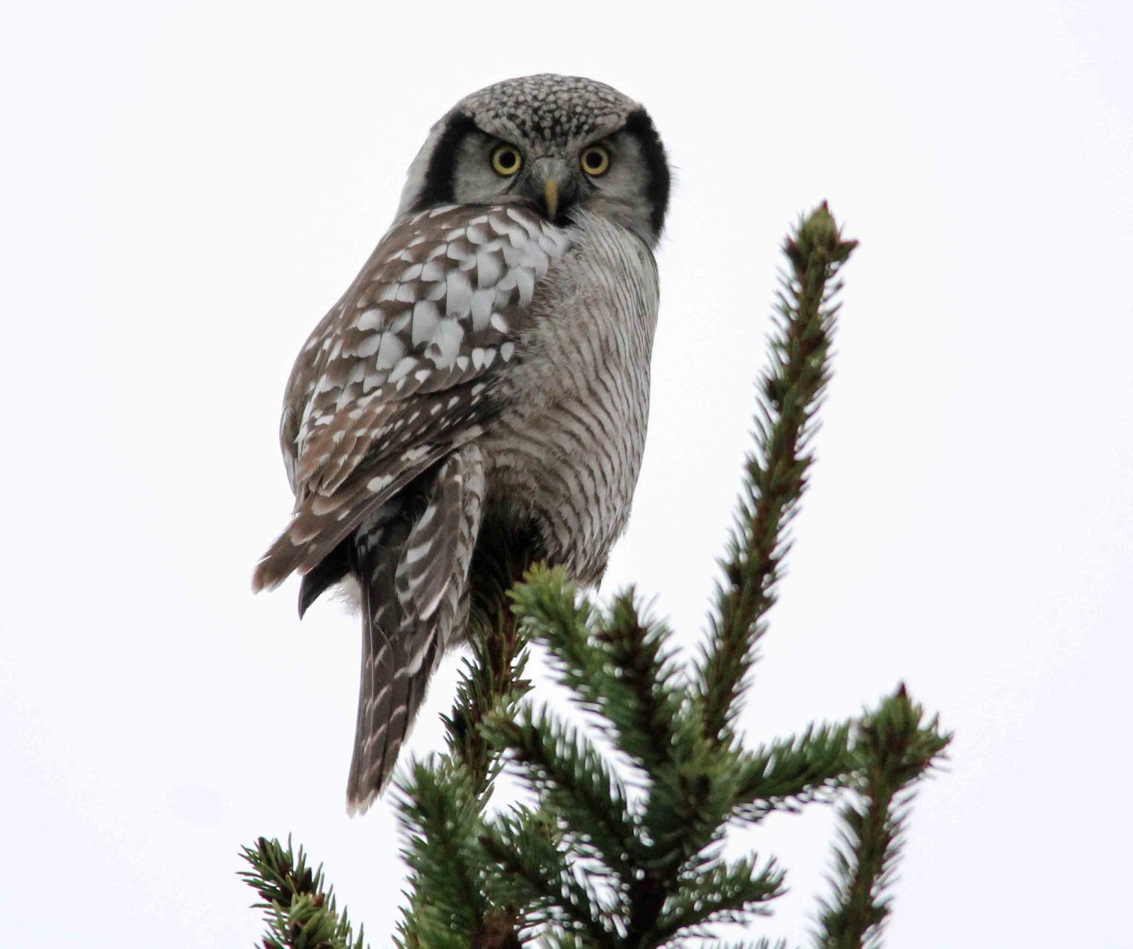 OSLO BIRDER: Hawk Owl!