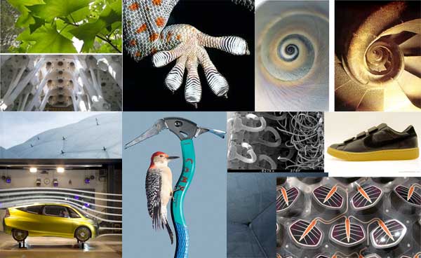 Biomimética y su impacto medioambiental