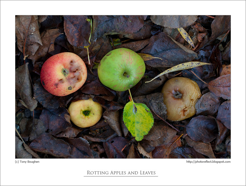 PhotoReflect: Rotten apples and Gothic novels