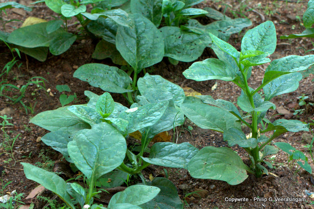 philipveerasingam: Our organic vegetable garden, Avissawella, Sri Lanka.