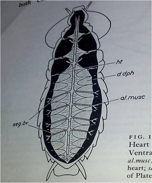 Modifications of circulatory system in insects