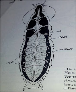Modifications of circulatory system in insects