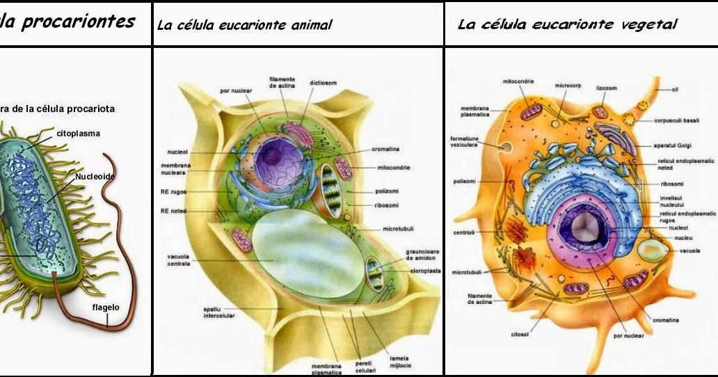 Celula: Estructura Celular