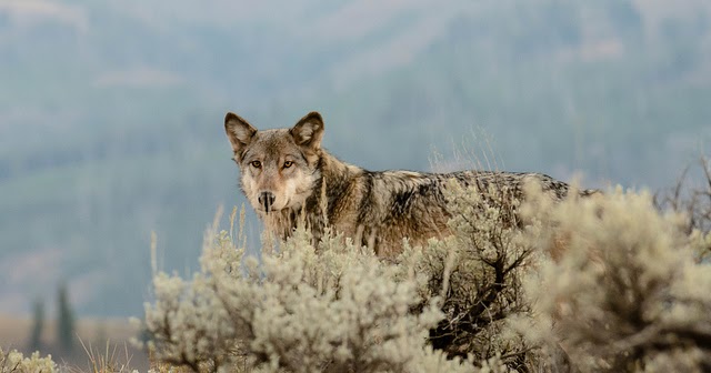 White Wolf : Heartbreak and anger abound as Yellowstone's most famous ...