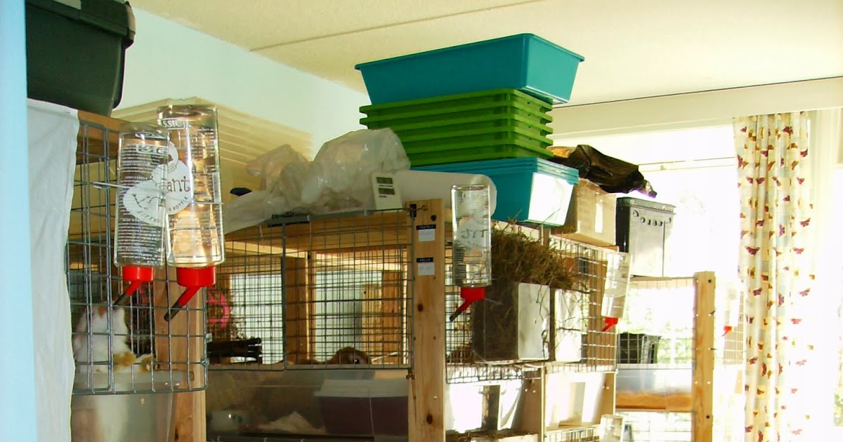 Aina Rakas -kanilan kääpiölupat ja sachsengold-kanit: Poikanen täältä