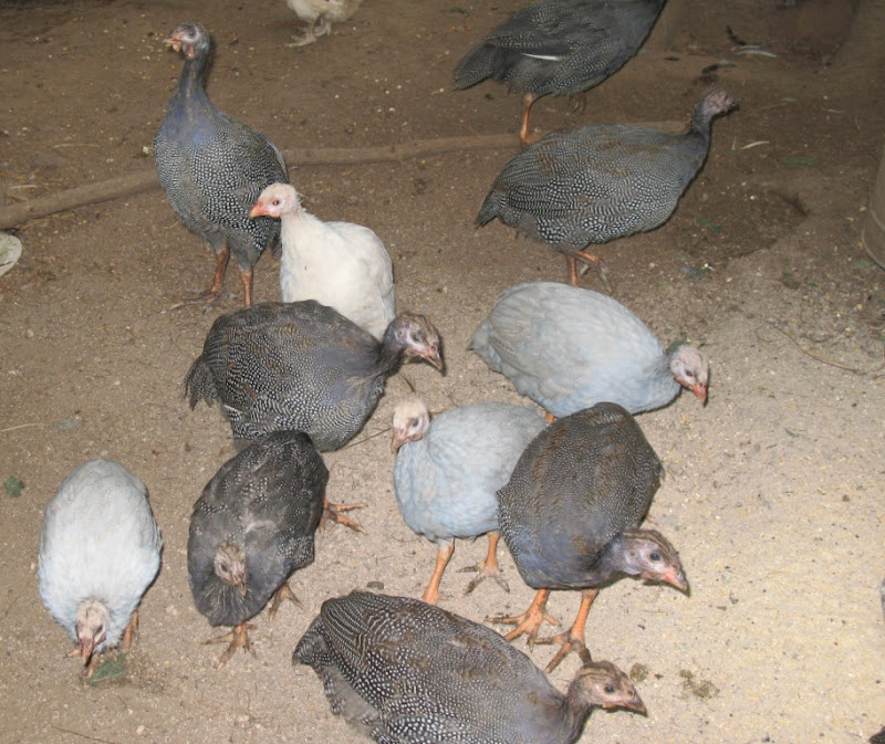 Razzberry Corner: Guinea Keets and Cats