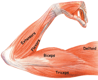 Biology Diagrams,Images,Pictures of Human anatomy and physiology : Arm ...