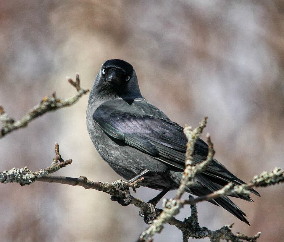 Elämää: Ihastuttava naakka