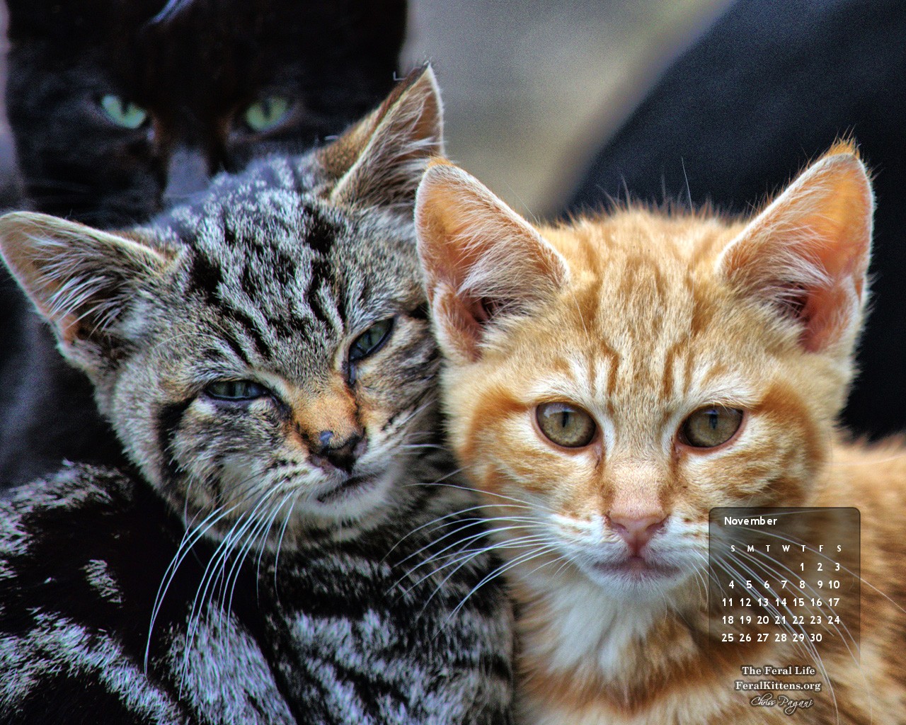 Desktop Wallpaper for November: The Feral Life