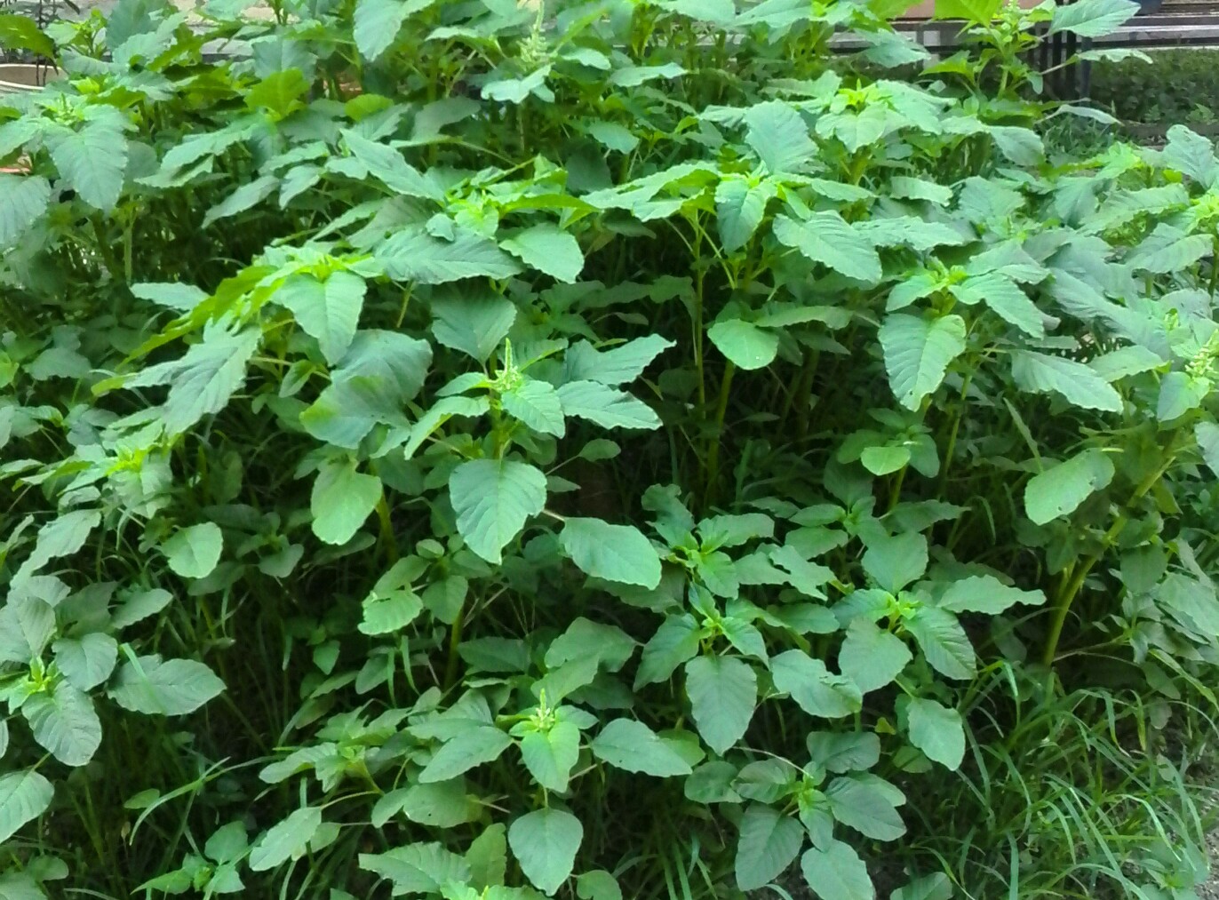 namakucella: BAYAM MASAK LEMAK PUTIH vs BAYAM MASAK AIR CICAH CABAI PICIT