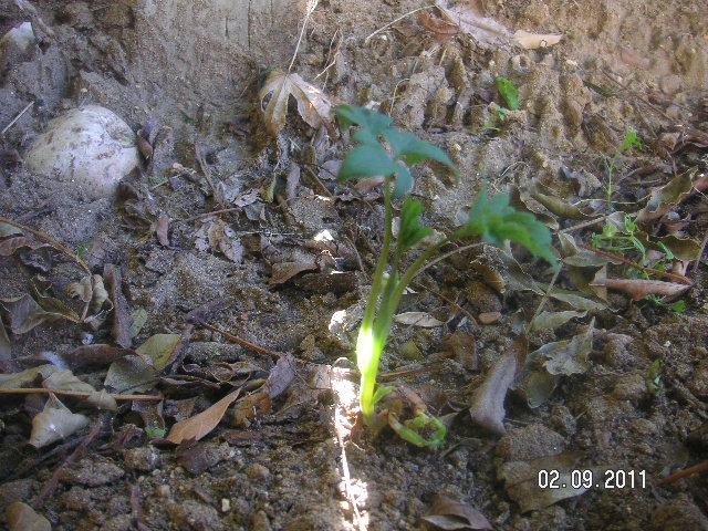 THUMBS: Bleeding Heart