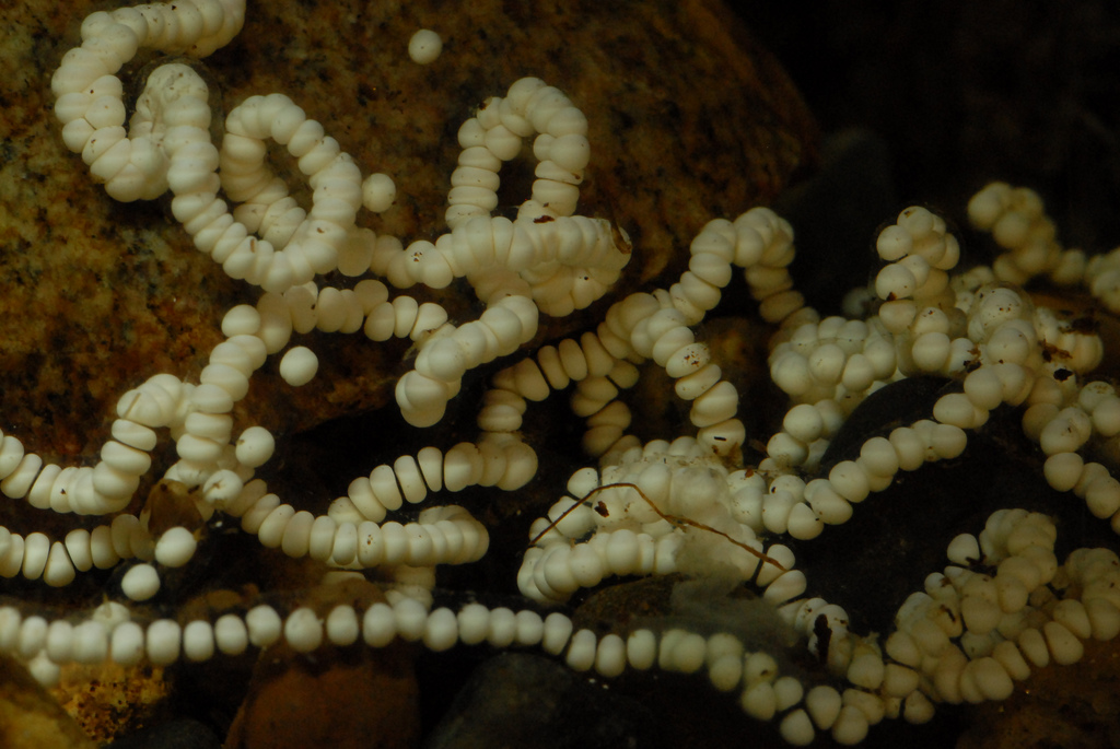 Real Monstrosities: Panamanian Golden Frog