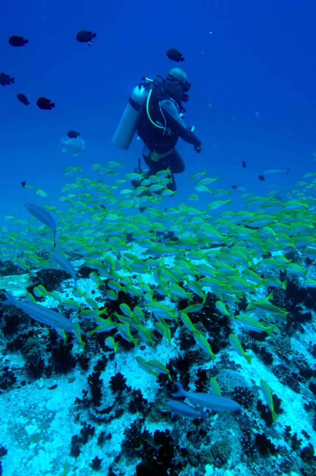 Underwater Centre ~ Dive Seychelles: Happy Easter to everyone
