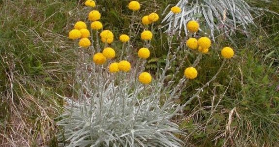 Variety of Life: Craspedia