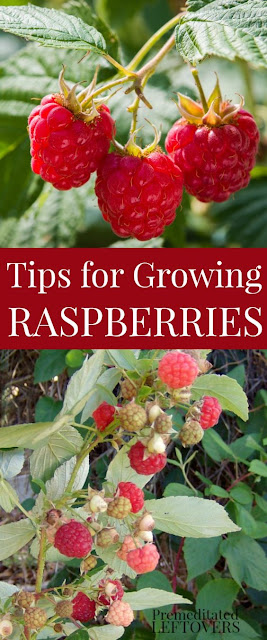 Learn How to Grow Raspberries - Pinterest Gardening