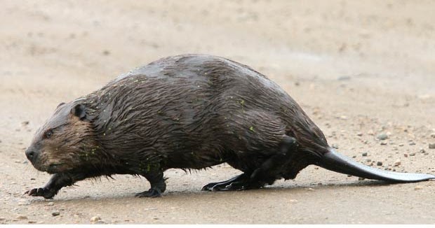 Demeur: Screaming Beaver Friday