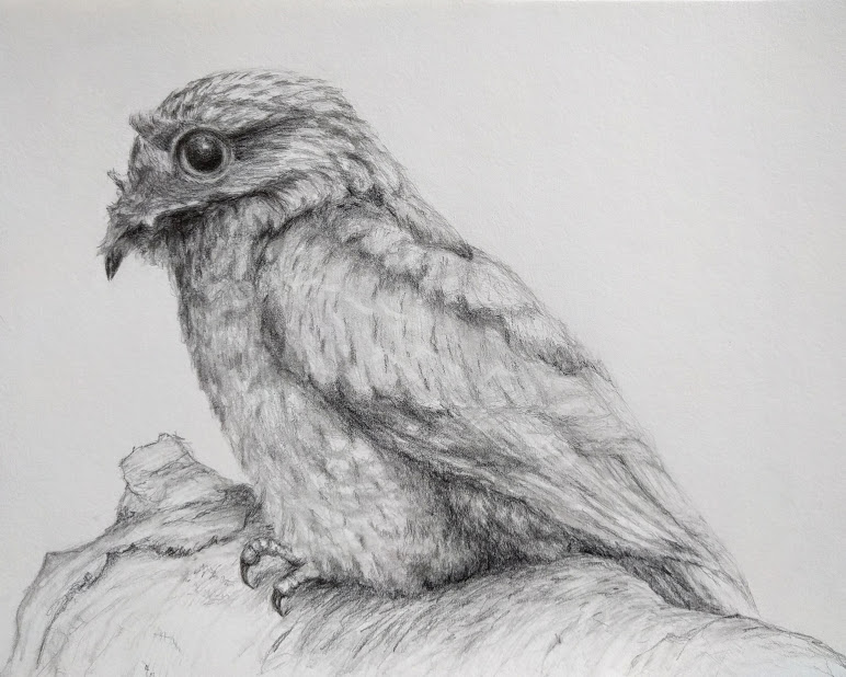 KathrynLaw: Drawing as a learning tool