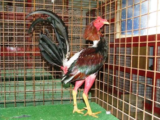 Los gallo de juego sumatra gallos con un bello estándar y son muy boladores