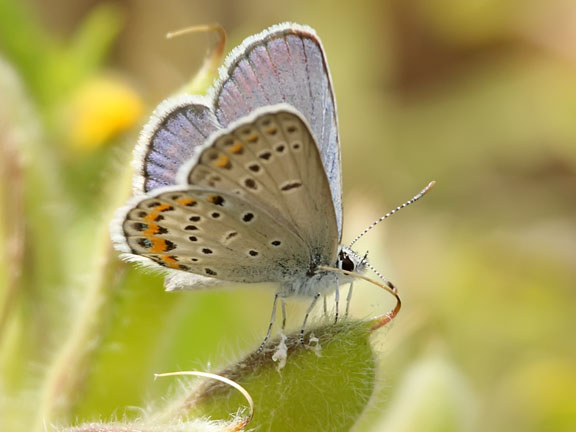 Ecobirder: Karner Blue Butterfly