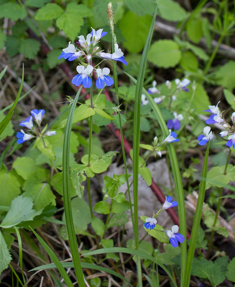 Rurification | Robin Edmundson: Blue Eyed Mary