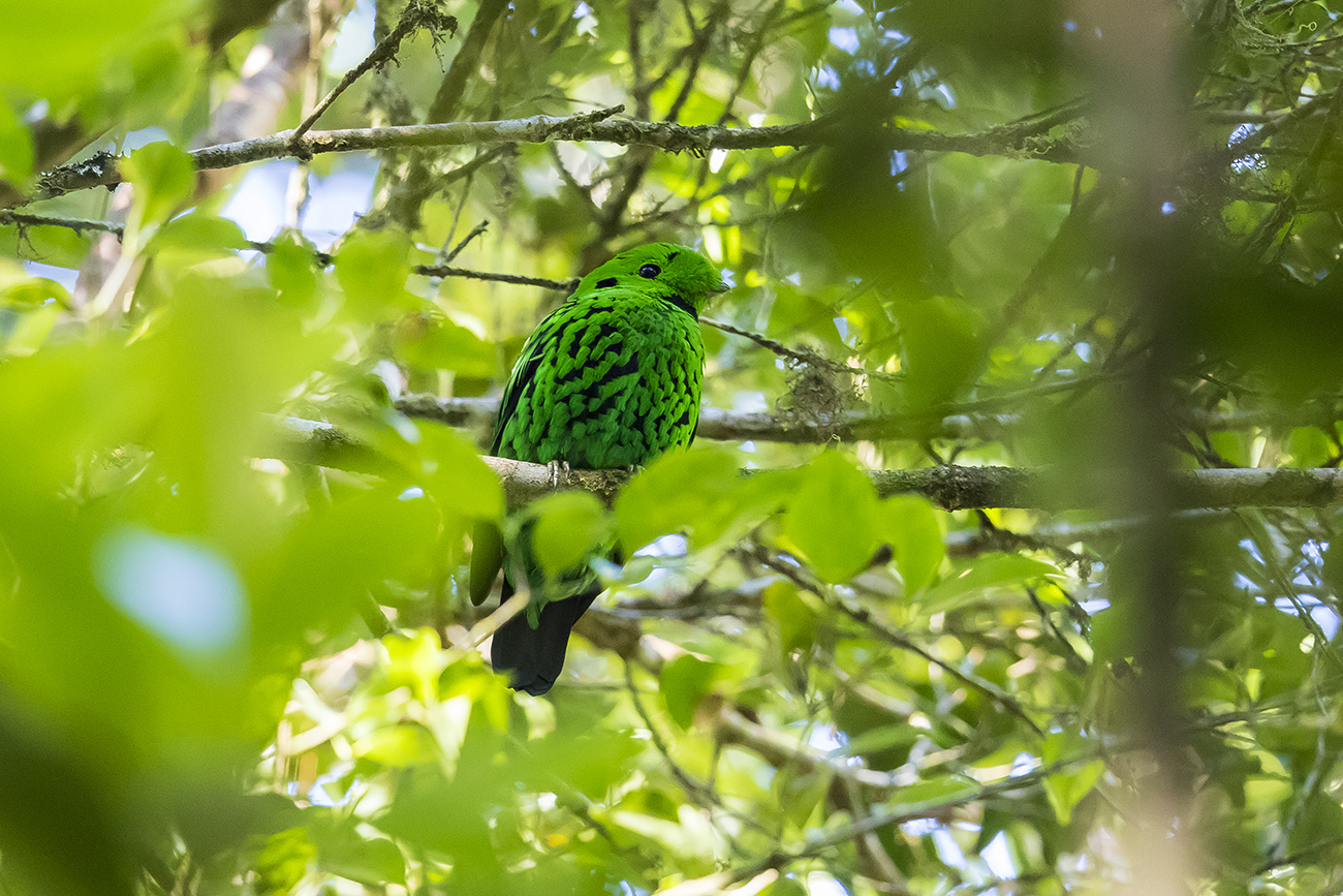 As The Crow Flies - a Hong Kong Birding Blog: Kinabalu National Park ...