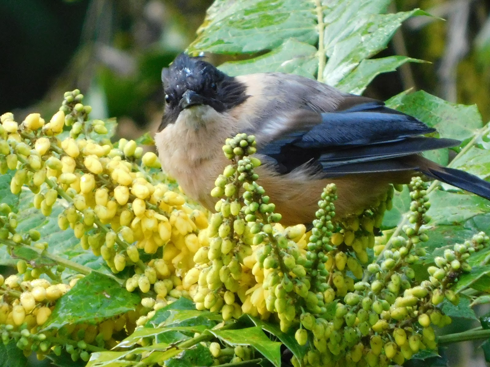 Rufous sibia - Birds of India