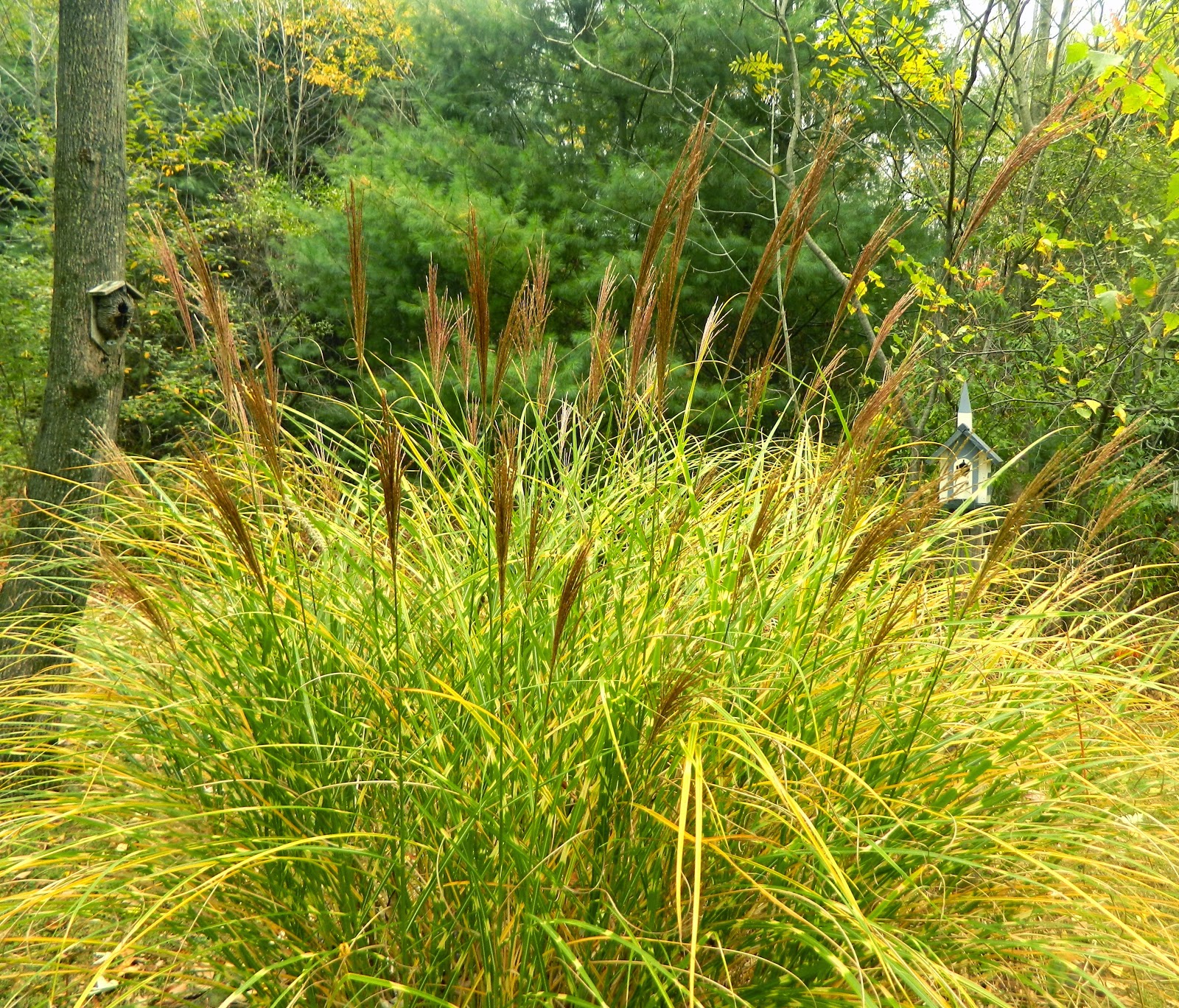 Pam's English Cottage Garden: Royal Visitors on Garden Bloggers' Bloom Day