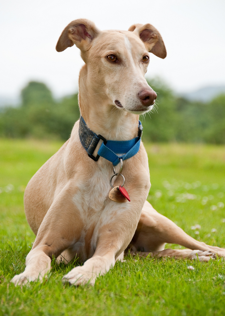 Musings of a Biologist and Dog Lover: May 2012