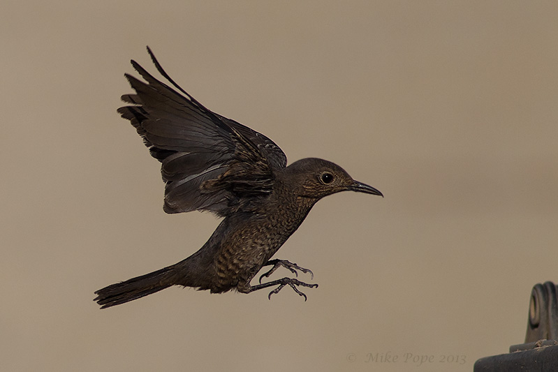 Kuwait Birding: Qaruh Island