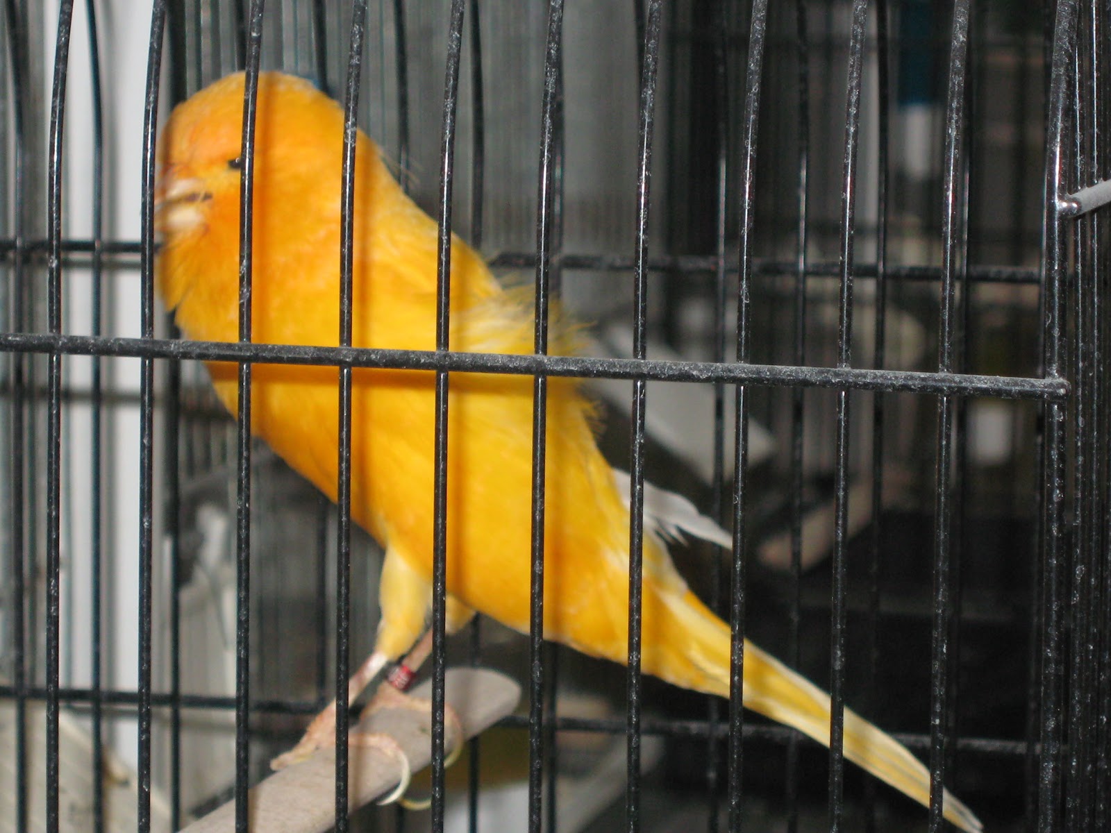 Yorkshire Canary: 2012