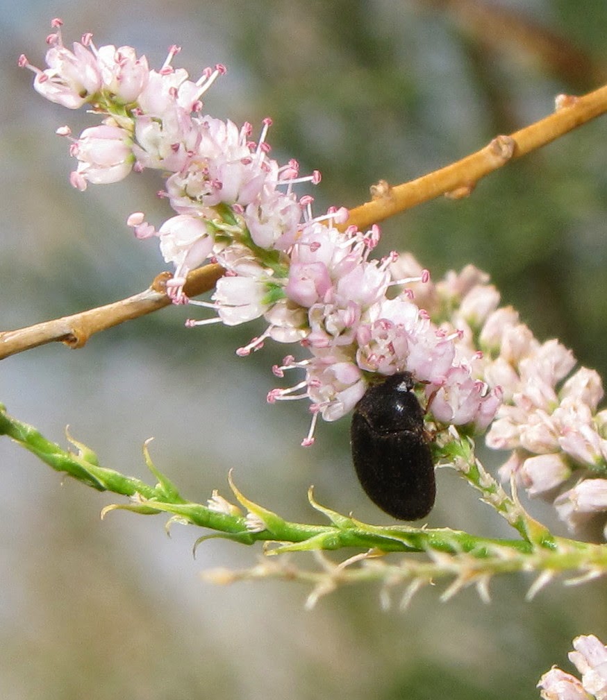 Bug Eric: Black Carpet Beetles, Attagenus spp.