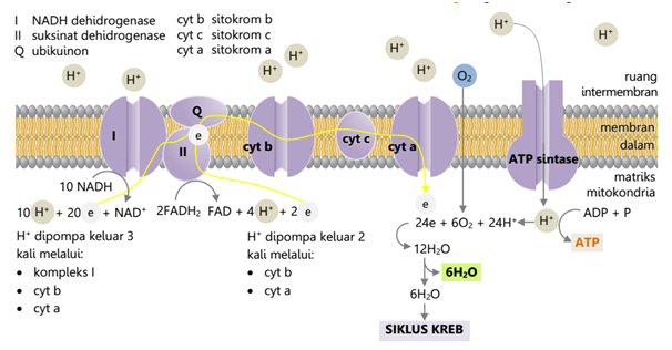 METABOLISME - Biologi Buanget