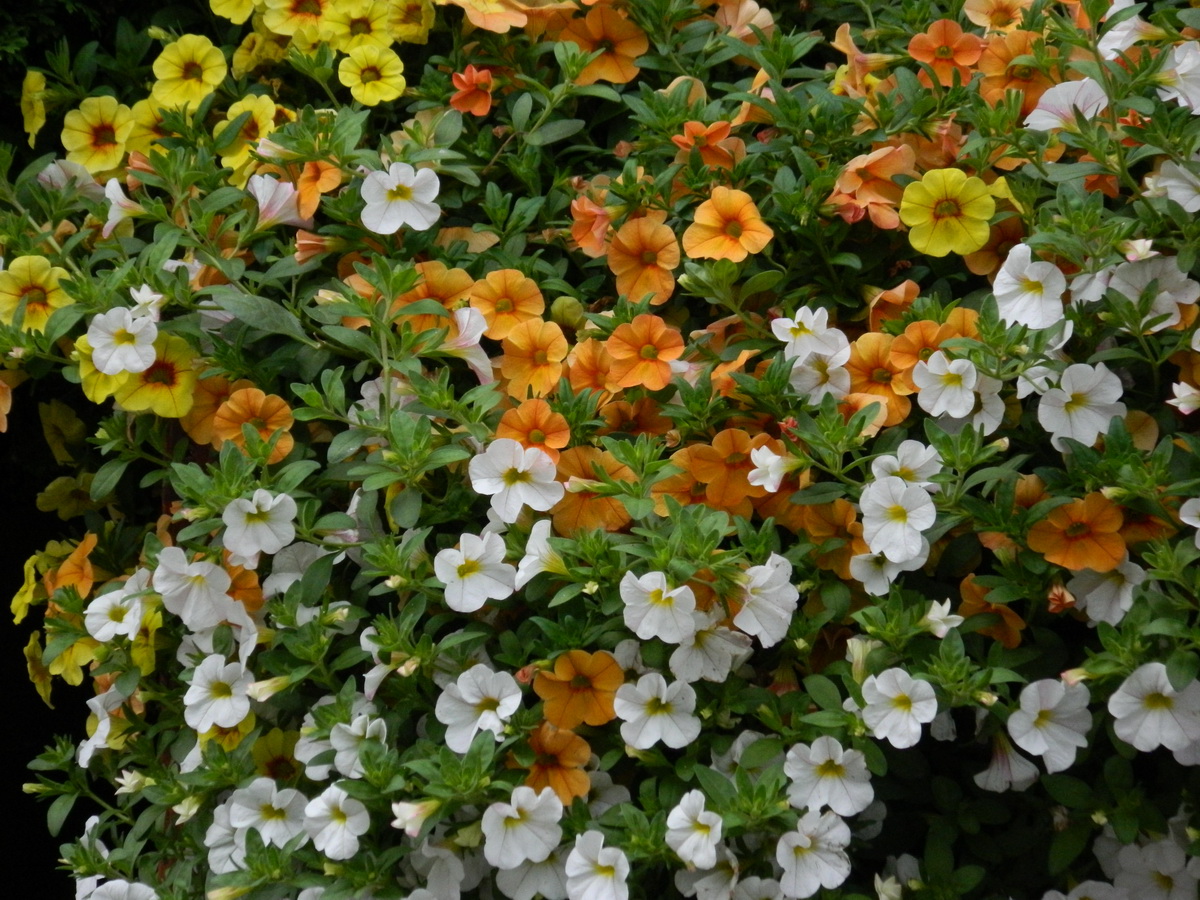 LA MULTI ANI, ROMANIA!: Abundenta de flori colorate