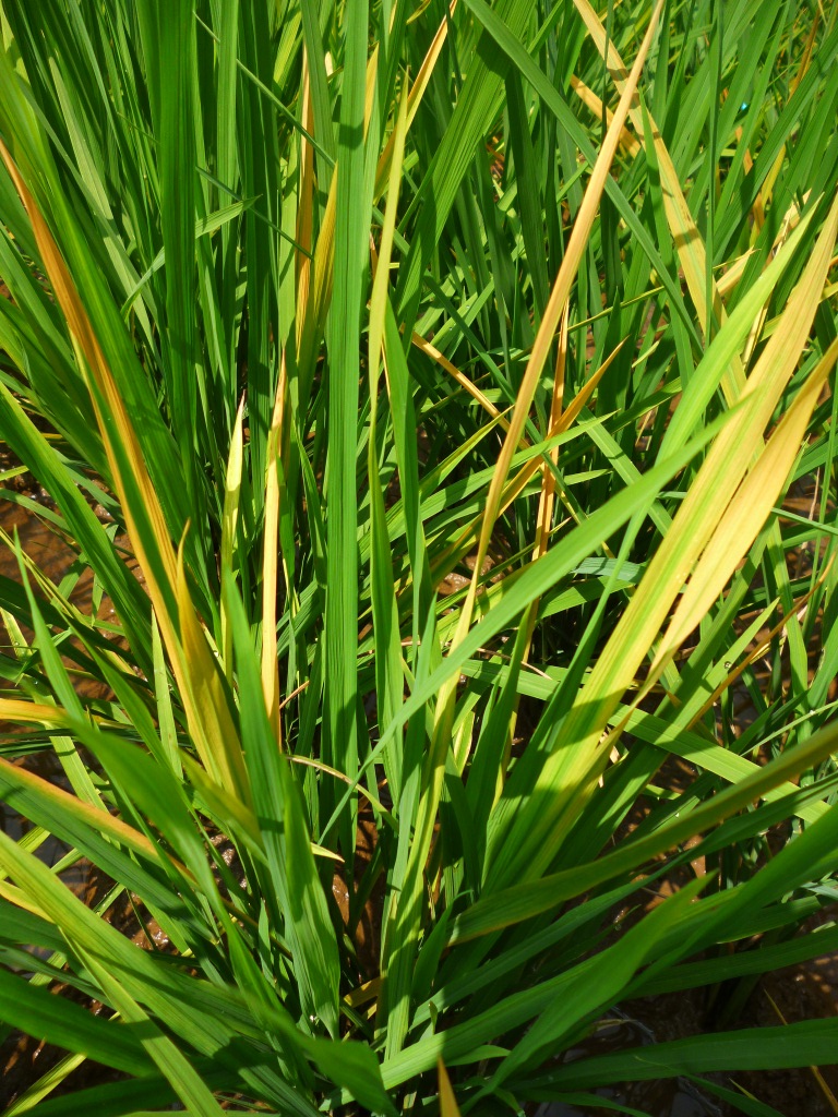 35+ Gambar Penyakit Tungro Pada Tanaman Padi Jaman Now - Informasi ...